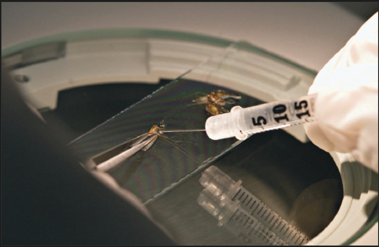 Vector-Borne Diseases Vaccine and Challenge Studies